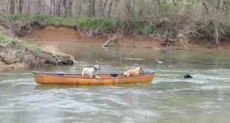 Great Fetch: Watch How This Black Lab Helps Two Dogs Adrift in Canoe
