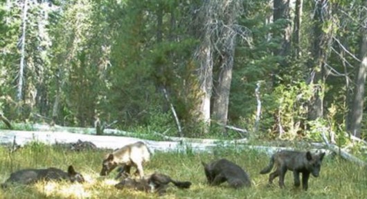 After Nearly a Century, Gray Wolves Return to California Cascades