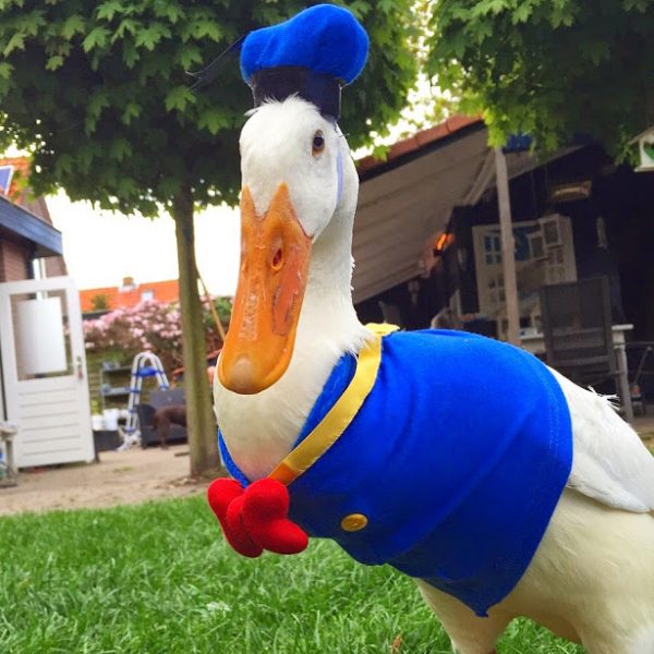 This Dutch Duck Loves To Get Dressed Up (Photos)