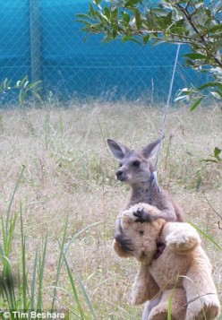 Wild Baby Kangaroo Still Comes Home to Hug His Teddy Bear After Release