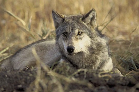 Wild Wolves Are Bouncing Back From Extinction in Europe - Good News Network