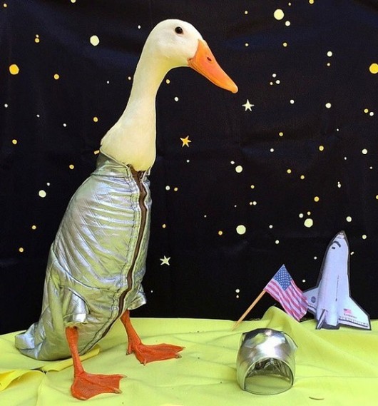 This Dutch Duck Loves To Get Dressed Up (Photos)