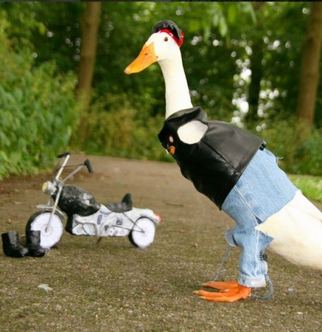 This Dutch Duck Loves To Get Dressed Up (Photos)