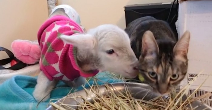 Rescue Group Helps Lamb Make Lemonade Out of His “Lemon” Legs - Good ...