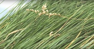 Science Discovers Sweetgrass is Natural Mosquito Repellant