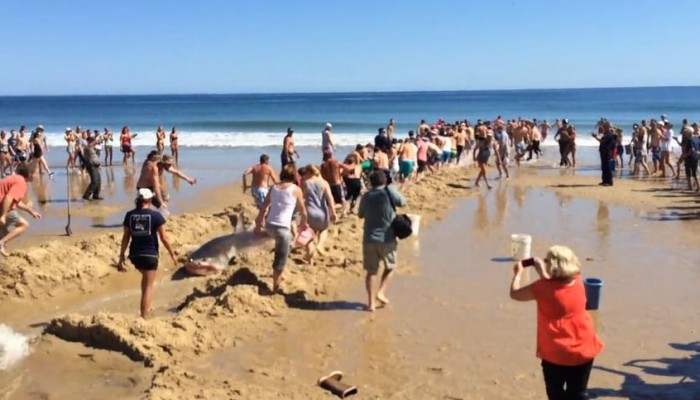 (WATCH) 100 People Work Together to Save a Great White Shark