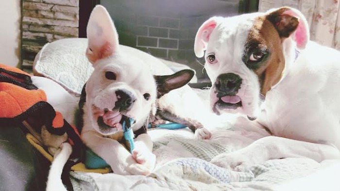 Meet The Woman Who Saves Deaf Dogs That 'Hear With Their Hearts'