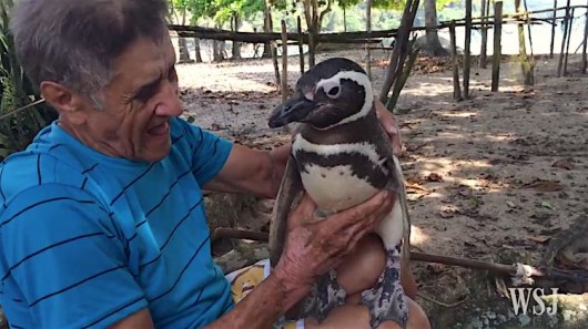 Penguin Makes Himself At Home in Tropics With Man Who Saved Its Life