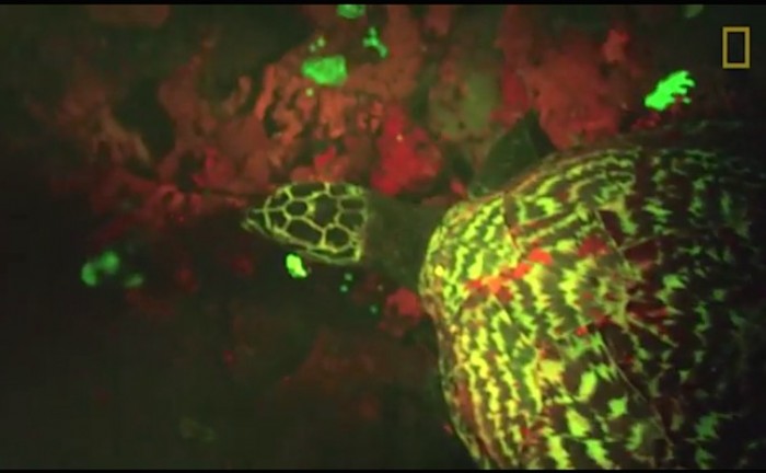First Ever Glowing Sea Turtle Is Discovered In South Pacific (Video)