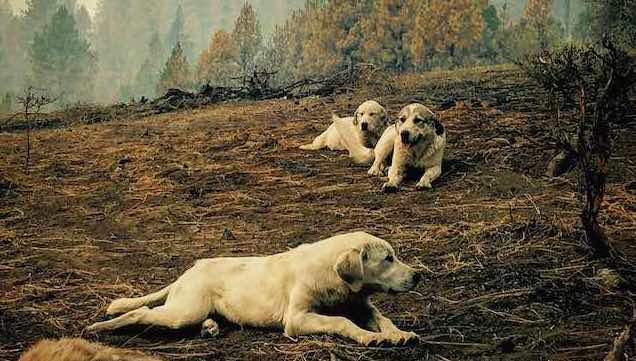 Dogs Stand Guard, Hold Vigil for Fawn Overcome by Wildfire