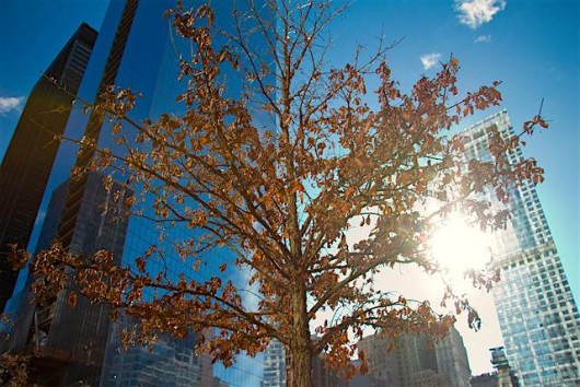New York City Plants One Million Trees, Reaches Goal 2 Years Early