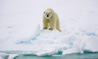 ‘Life Finds a Way’: Polar Bears Successfully Adapt Even Without As Much ...