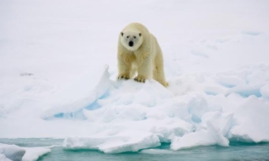 ‘Life Finds a Way’: Polar Bears Successfully Adapt Even Without As Much ...