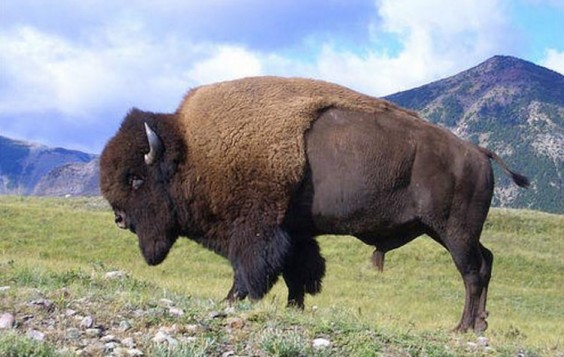 Genetically Pure Bison Found In Utah Gives Hope for Restoration of ...