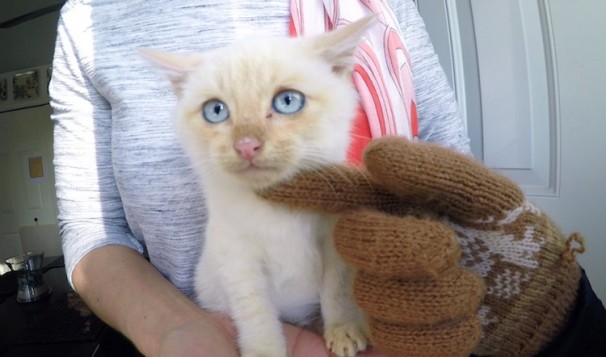 Family Finds Frozen Kitten Under the Snow and Gives Life Back with CPR ...