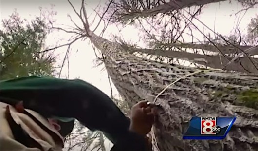 Giant Chestnut Tree Found in Maine Could Help Save a Near-Extinct ...
