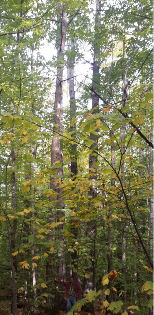 Giant Chestnut Tree Found in Maine Could Help Save a Near-Extinct ...