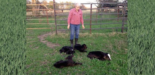 Rare Quadruplet Calves Are Together Again After Miracle Birth - Good ...