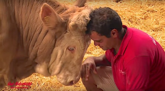 Chained Bull Finally Feels Exuberant Freedom For the First Time (WATCH ...
