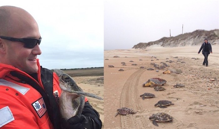 Coast Guard Rescues 200 Beached Sea Turtles Stunned by Cold - Good News ...