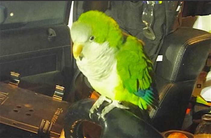 Lost Parrot Finds Help Getting Home by Flying in a Truck Window - Good ...