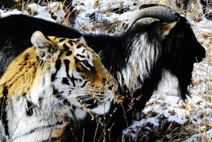 Goat is Off the Menu as Tiger Strikes up Unlikely Friendship with His ...