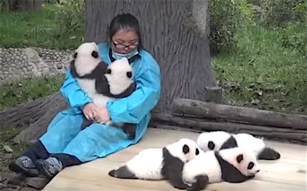 Help Wanted: Professional Panda Cuddler (We’re Not Joking) - Good News ...