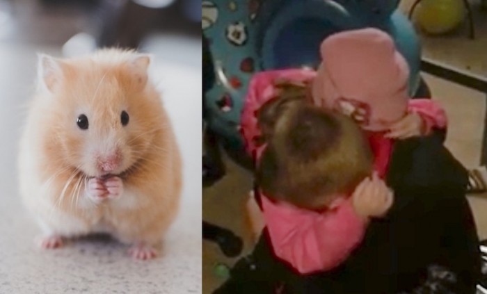 “I Got You a Hamster!” Sister’s Love Brings Boy to Tears (WATCH) - Good ...