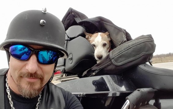 Biker Saves Abused Dog on Side of Road, Gains a “Co-Pilot” - Good News ...