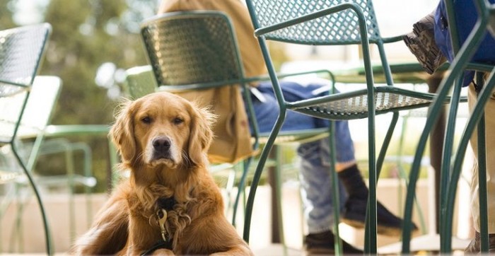 Dogs Can Now Join NYC Diners at Outdoor Tables, Say New Rules - Good ...