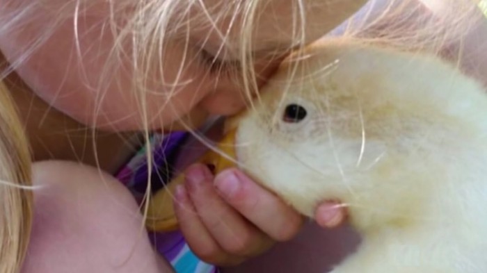 Little Girl And Pet Duck Become Inseparable Mother and Child (WATCH ...