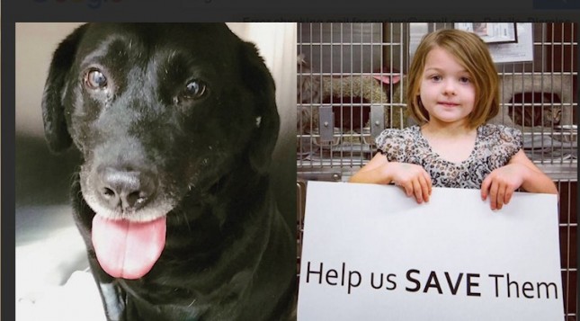 Chicago Comes Together To Save Jingles The Dog - Good News Network