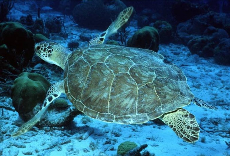 Success: Green Sea Turtles of Florida and Mexico No Longer Endangered ...