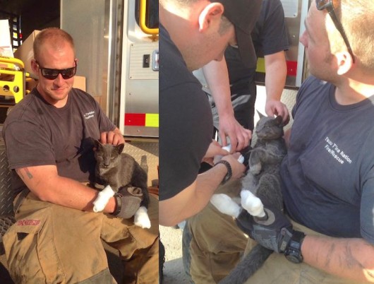 Cat Survives Raging Wildfire by Hiding in Kitchen Stove - Good News Network