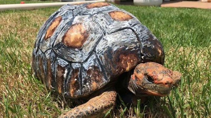 “Animal Avengers” Save Tortoise Burned in Wildfire with 3D Printed ...