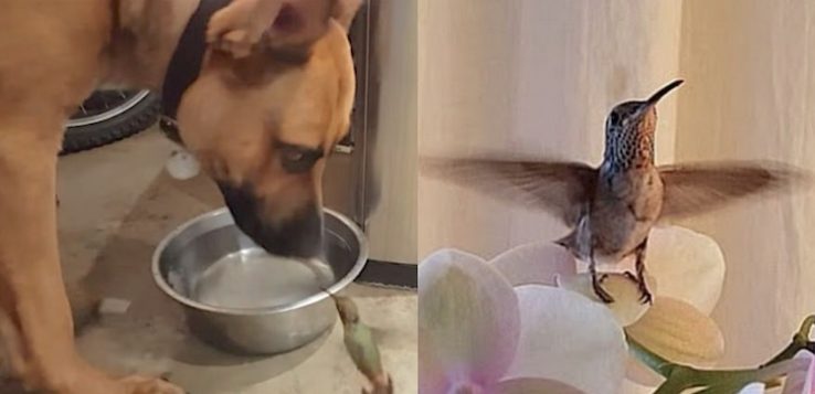 Hummingbird Refuses to Leave the Dog Who Saved Her Life (WATCH) - Good ...