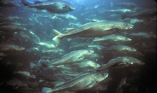 Scientists Find Half the World’s Fish Stocks Are Recovered—or ...