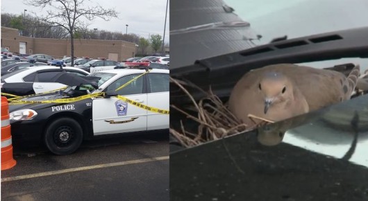 Bird Nests Atop Police Car, Cops Respond in Sweetest Way Possible ...