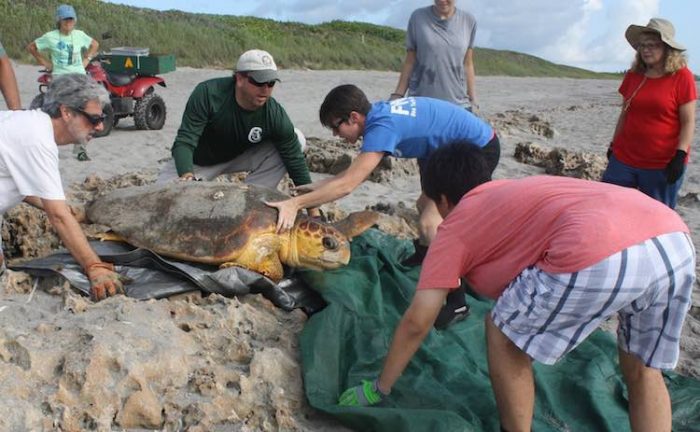 Sea Turtle Trapped Upside Down in Trench is Rescued in Time - Good News ...