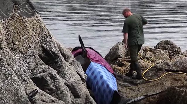 Orca Cries Out For People To Help Her, Humans Answer With 6-Hour Rescue ...