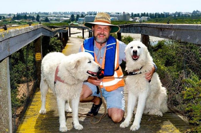 Aussie Farm Dogs Take Penguin Colony Under Their Wing, Saving Hundreds ...