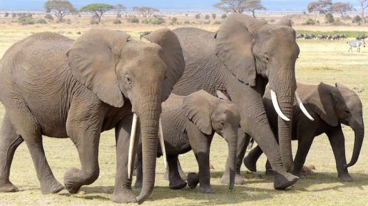 500 Elephants Moved in Massive Relocation To A Safer Home - Good News ...