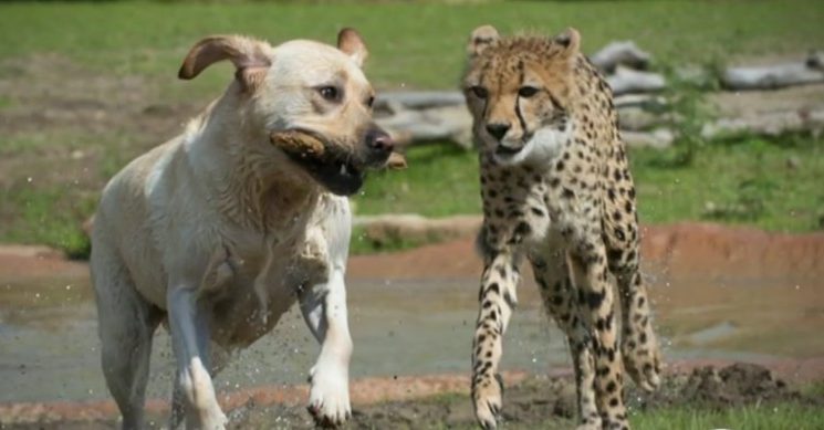 Animals Archives - Good News Network