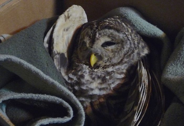 Owl That Broke Wings Flying Into Car Window is Enlisted to Teach Orphan ...