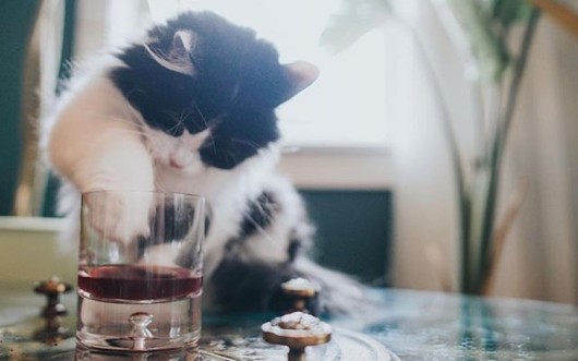 Animal Lovers Rejoice! There's Now a Wine For Your Furry Friends - Good ...