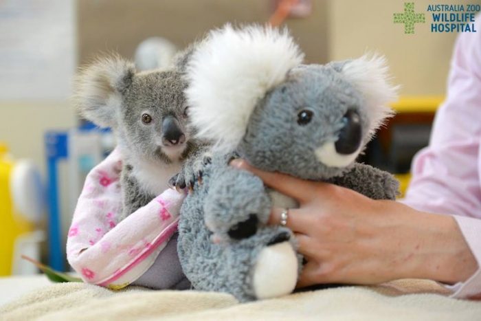 Stuffed Koala Brings Comfort to Orphaned Animal Look-Alike - Good News ...