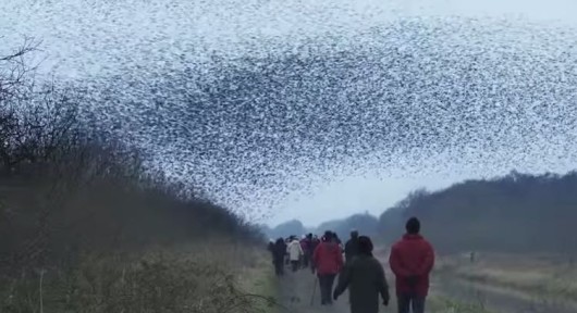The Magical Murmurations of Half a Million Starlings (WATCH) - Good ...
