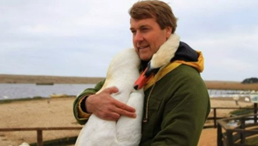 The Heartwarming Moment When This Swan Was Reunited With Its Rescuer ...