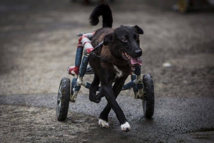 Romanian Shelter Gives Paraplegic Dogs Love, Care, and Wheelchairs ...