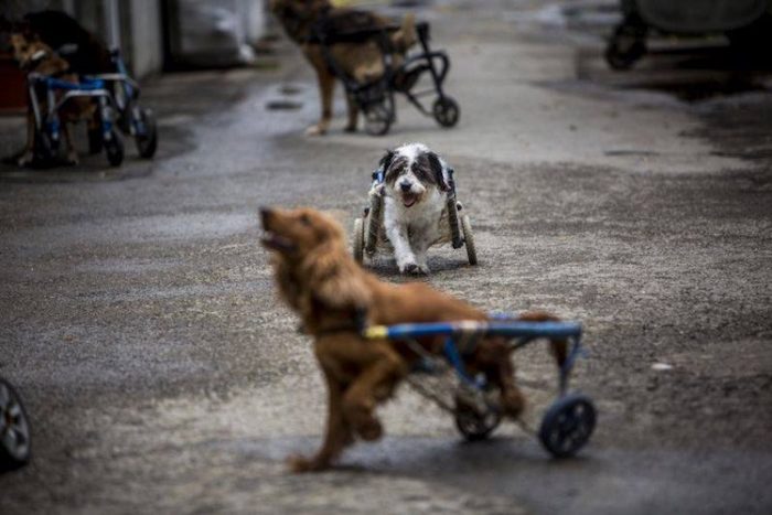 Romanian Shelter Gives Paraplegic Dogs Love, Care, and Wheelchairs ...